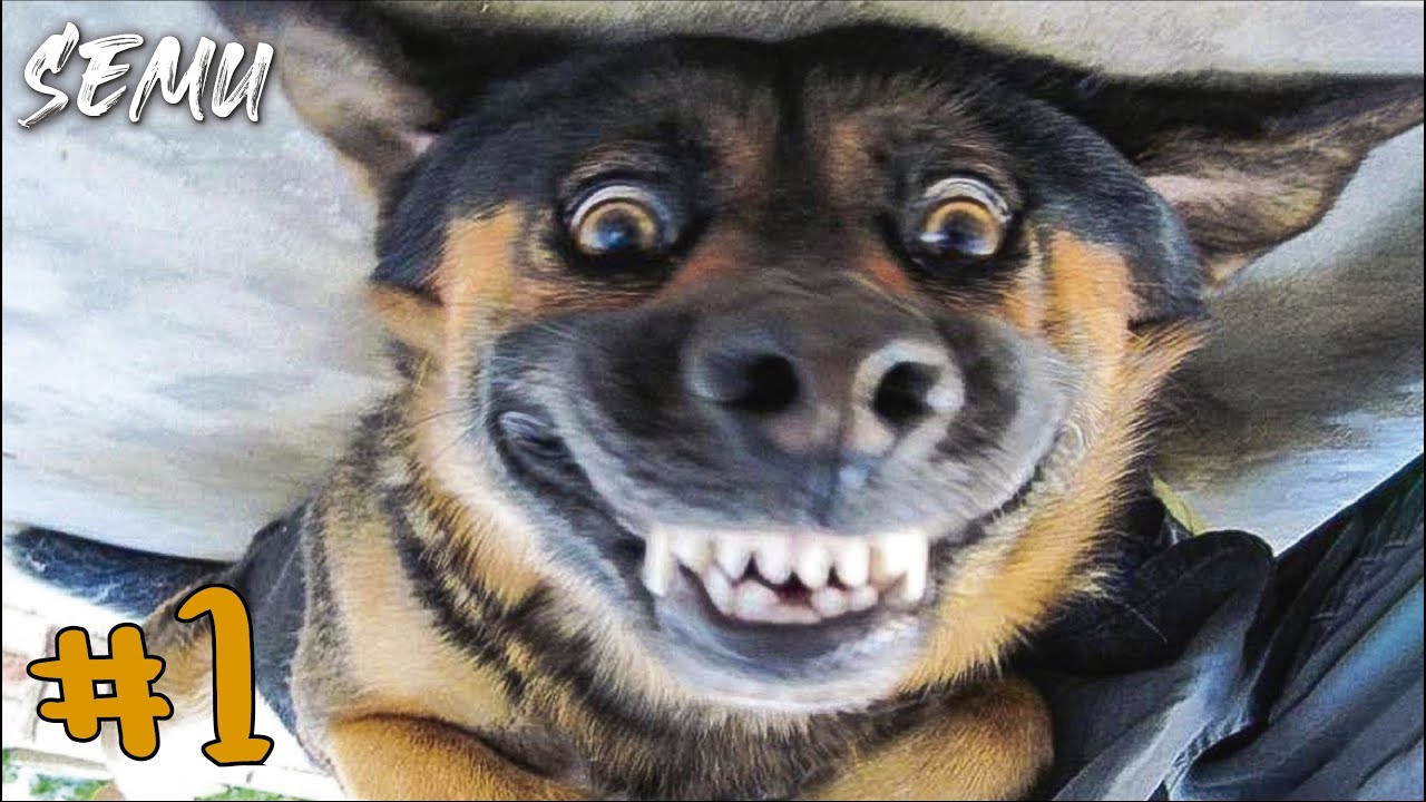 ️Perros y gatos GRACIOSOS🐶! DIVERTIDOS videos de animales CHISTOSOS ...