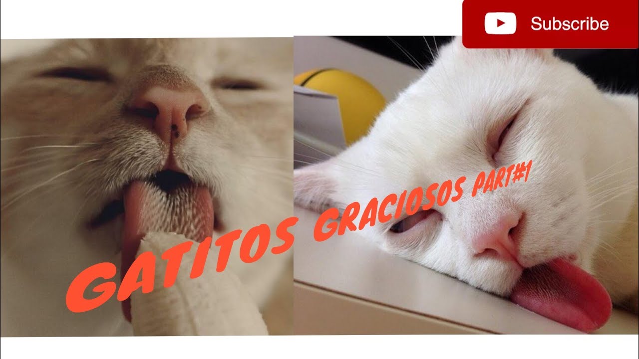 🔥 GATITOS GRACIOSOS PARTE#1😂🤣 - Mostrar