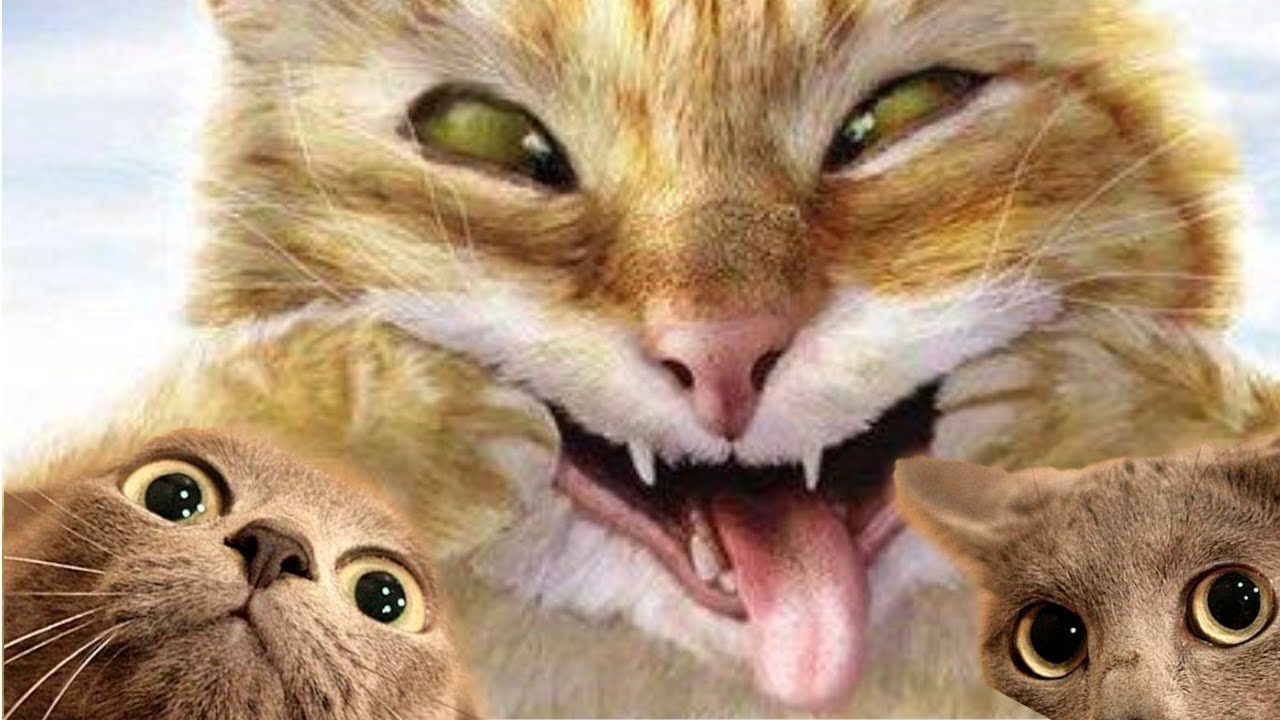 Los Mejores Vídeos de Gatos Chistosos 2020 - Gatos Graciosos 2020 - Mostrar