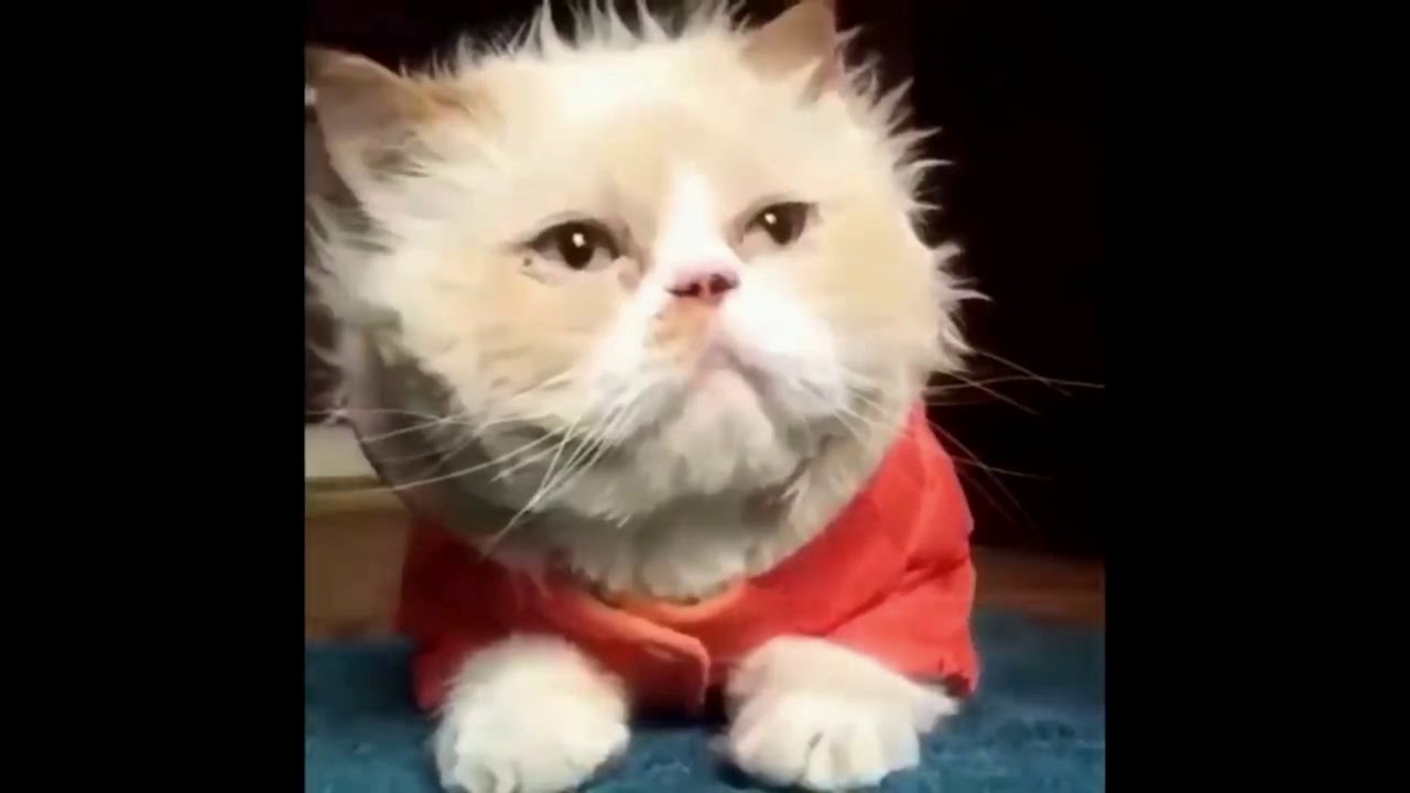 Gatitos Graciosos Y Divertidos 4K 2020 | Gatitos Graciosos - Mostrar