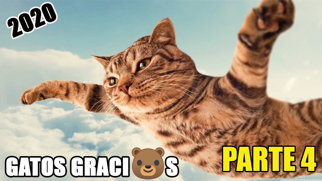 VIDEOS de RISA de GATOS 😹😹 | VIDEOS de GATOS CHISTOSOS 😹😹 [2020] PARTE ...