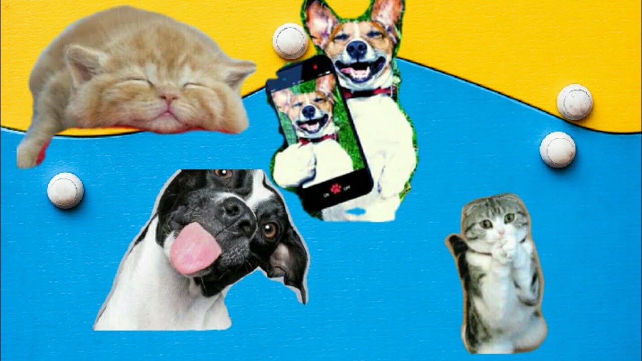 Videos De Risas Perros Graciosos Y Gatos - Mostrar