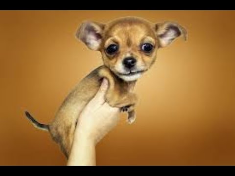 LOS VIDEOS MAS GRACIOSOS Y TIERNOS DE PERROS 2020 - Mostrar