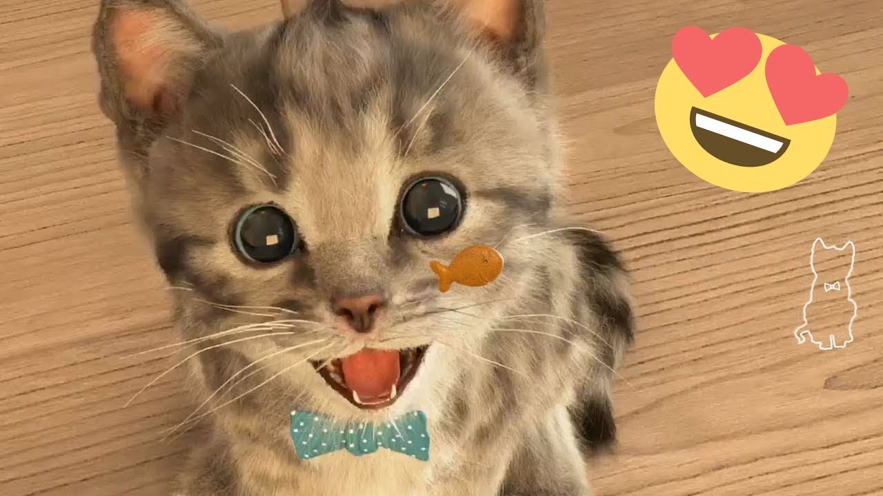 Gatitos Maullando Videos Tiernos de animales y Mascotas - Gatitos ...